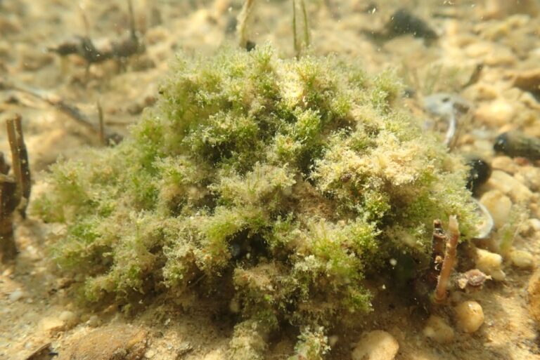 Aquatic plants of Sulawesi (part 2): Chara sp.