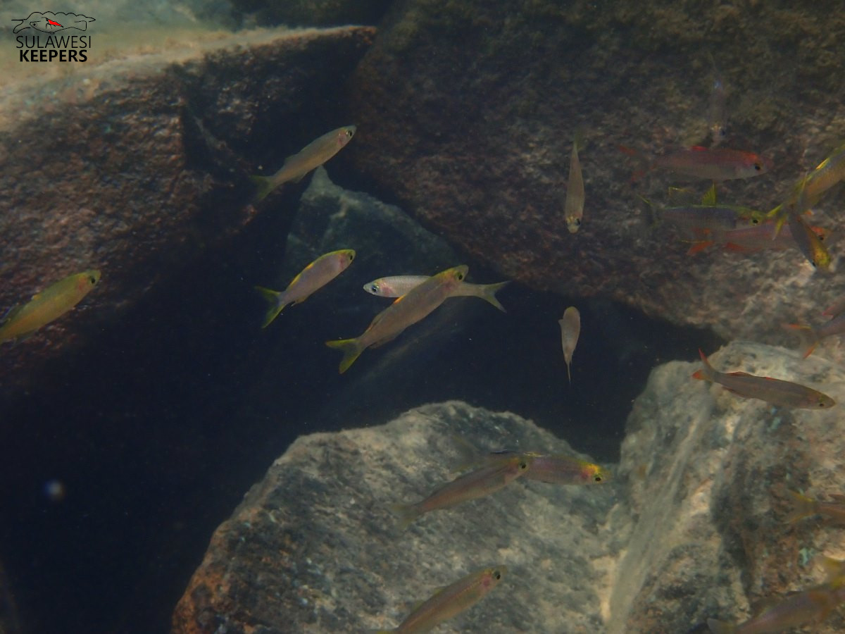 Best of Sulawesi 2023: fish