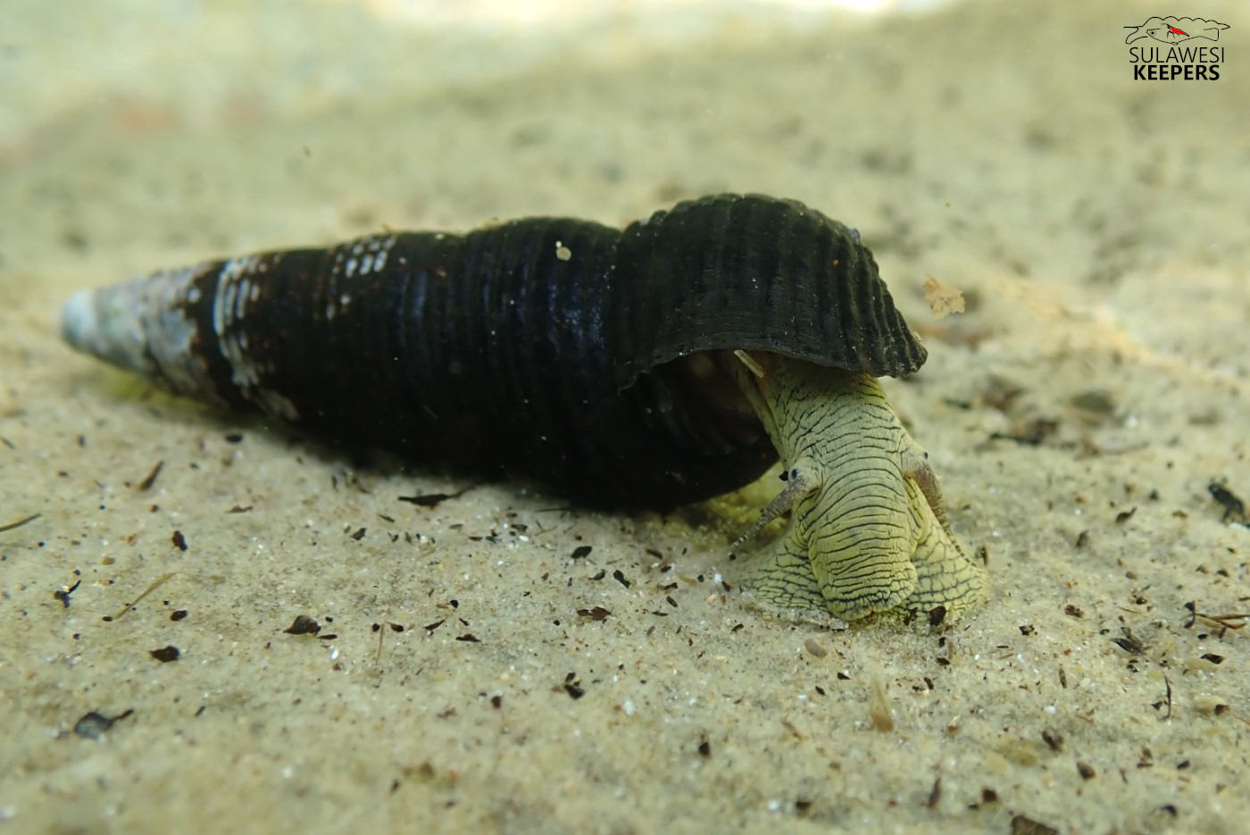 Snails of Lake Poso
