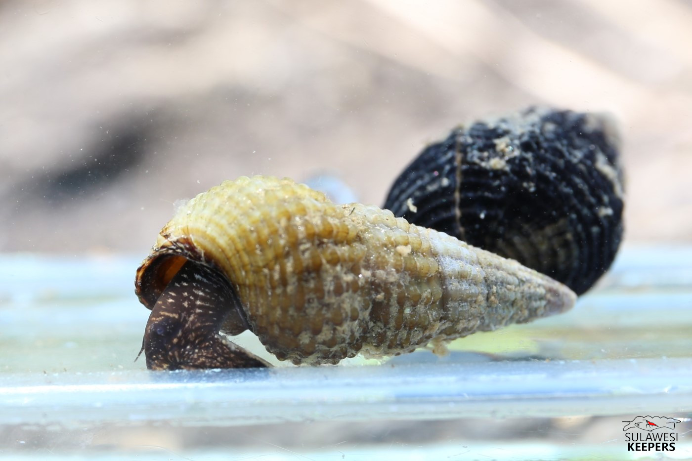 Snails of Lake Poso