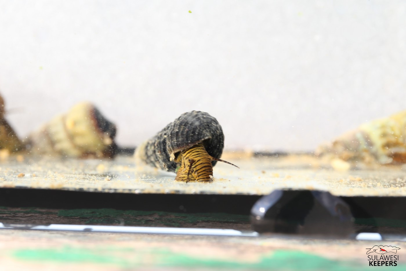 Snails of Lake Poso
