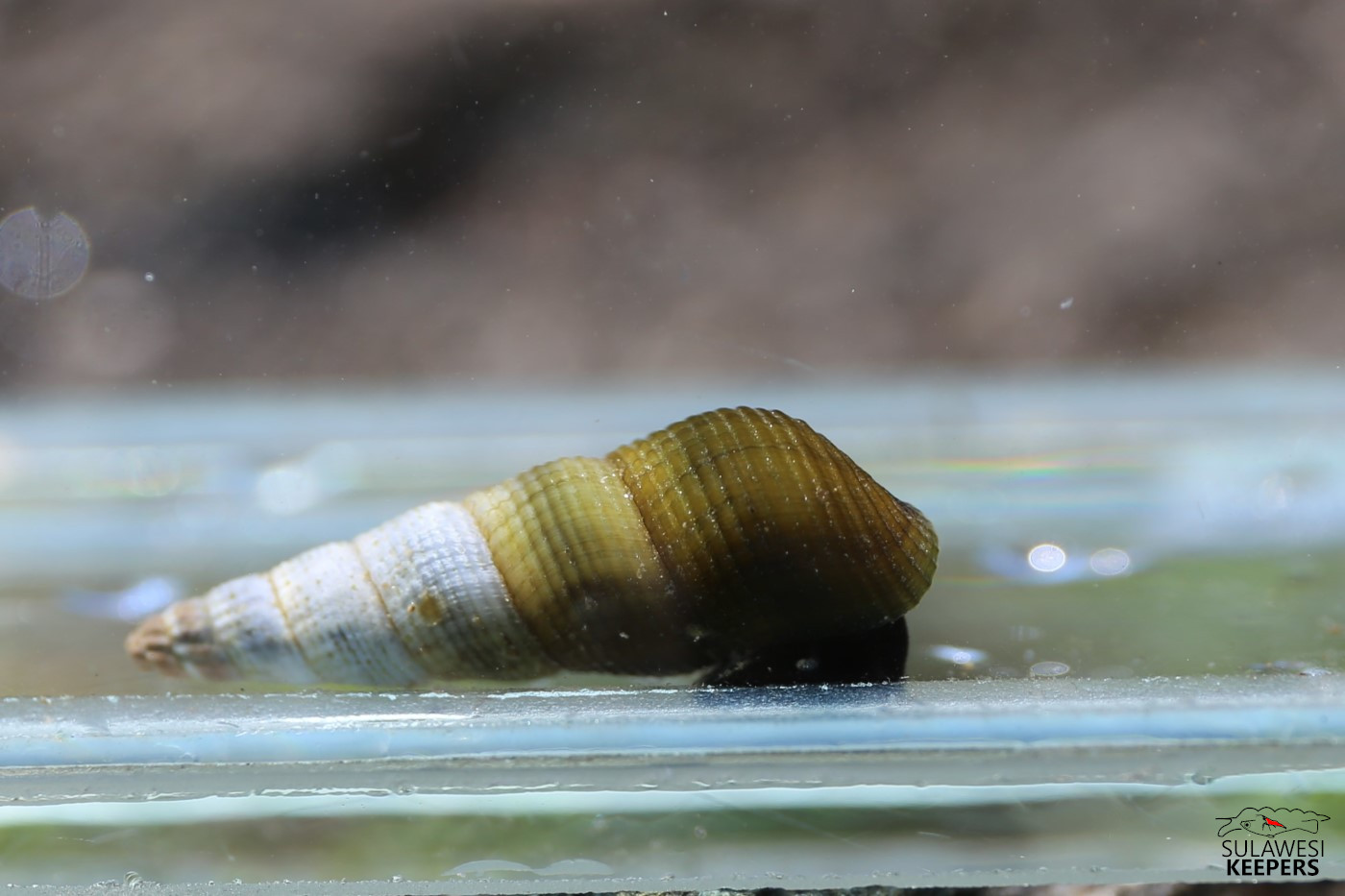 Snails of Lake Poso