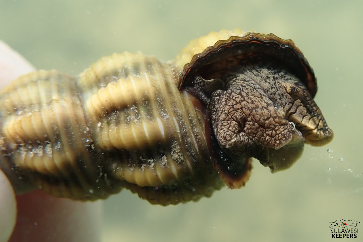 Snails of Lake Poso