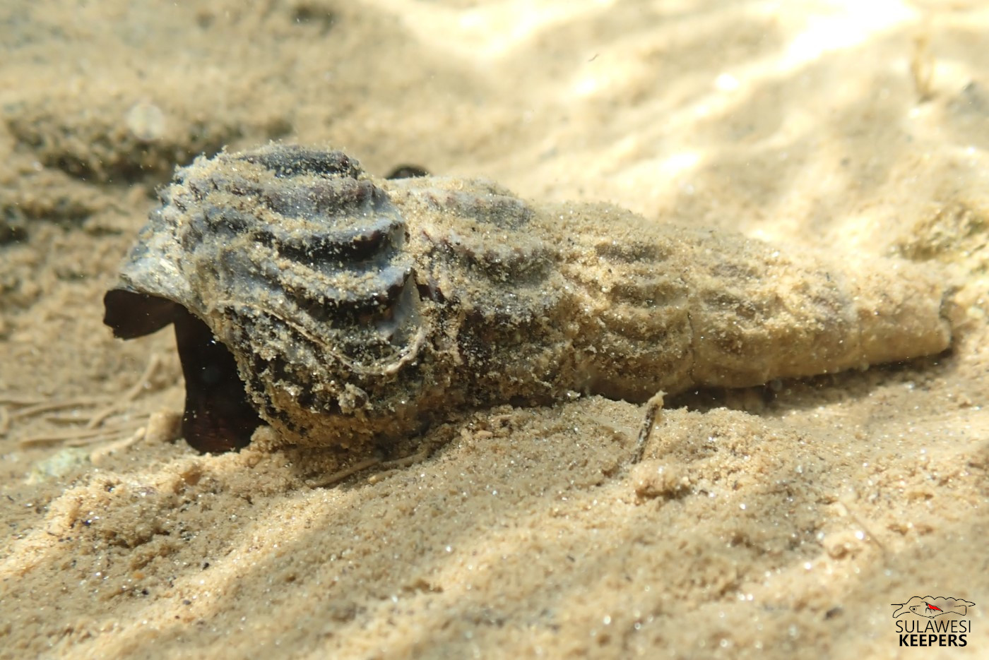 Snails of Lake Poso