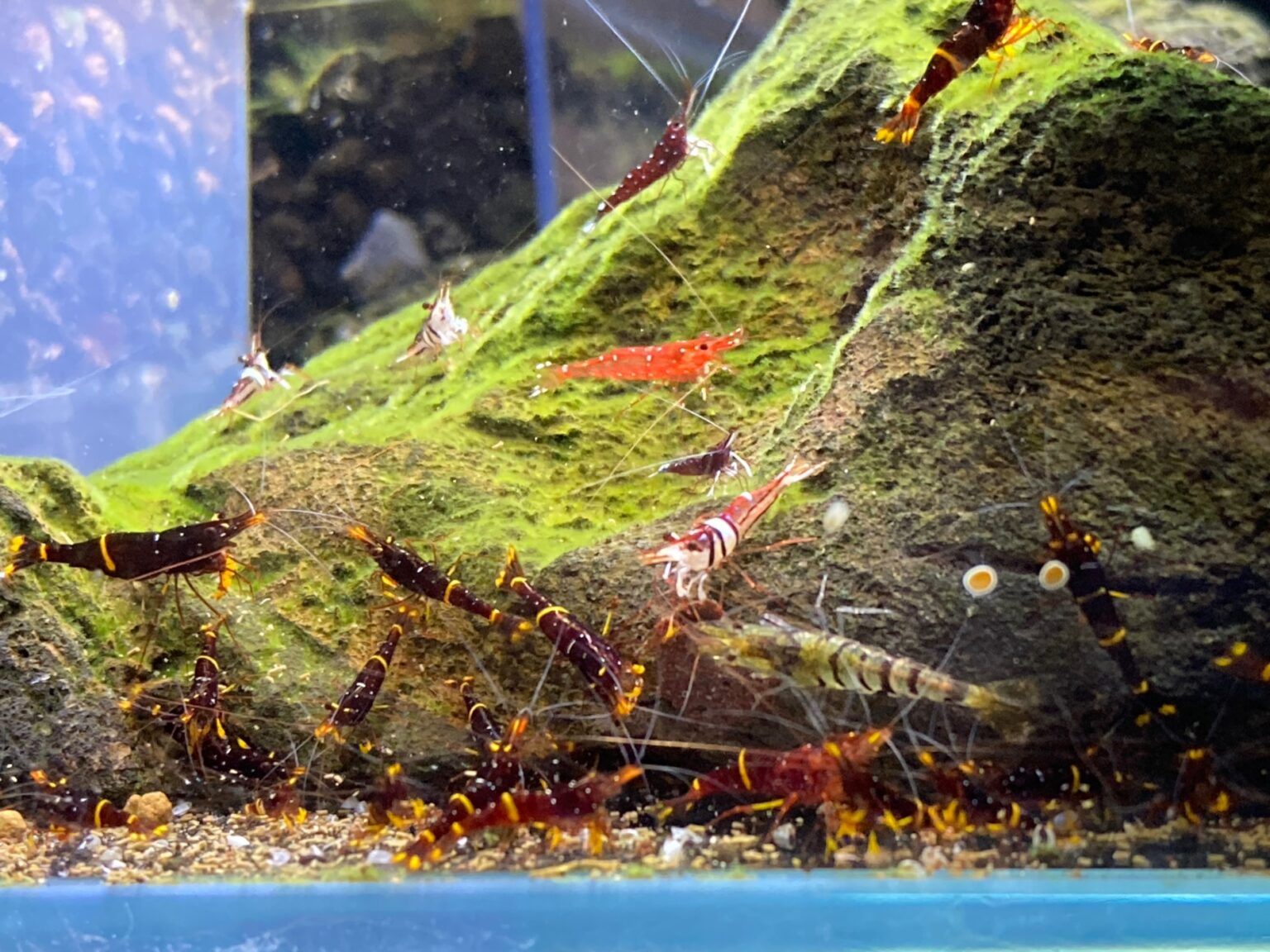 Matt Liang: How I keep Sulawesi shrimps