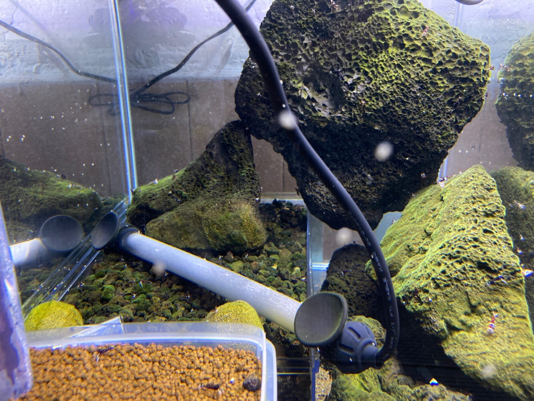 Matt Liang: How I keep Sulawesi shrimps