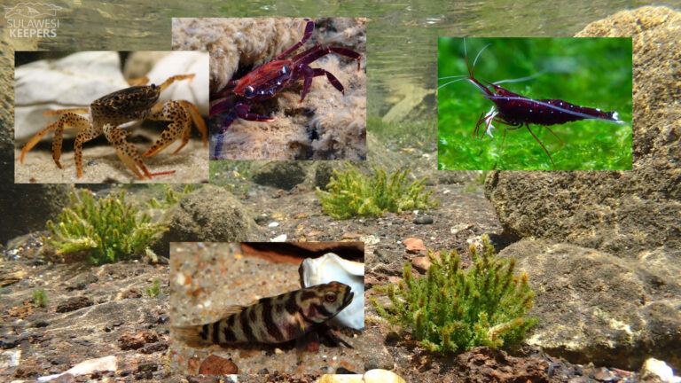 8 current threats to Malili Lakes in Sulawesi