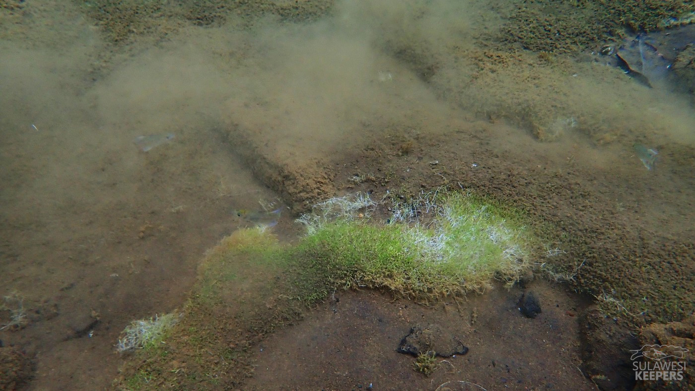 8 current threats to Malili Lakes in Sulawesi