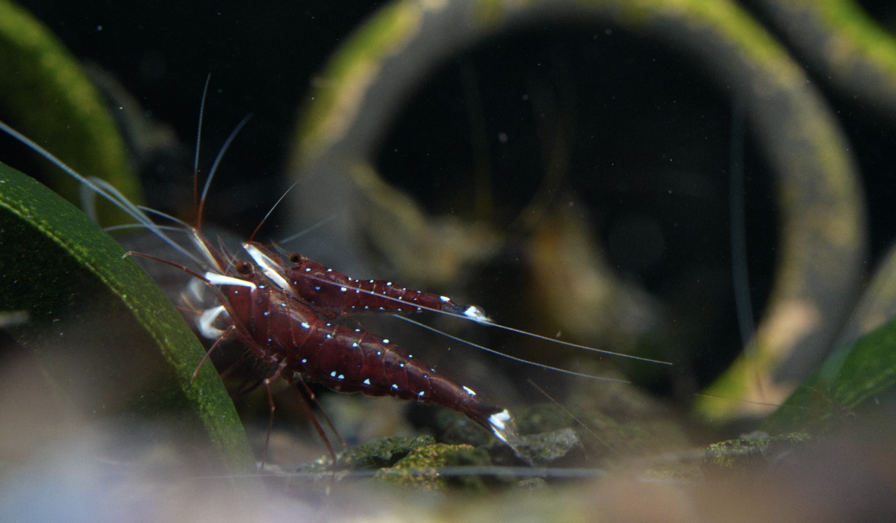 Sulawesi shrimp mating – any insights?