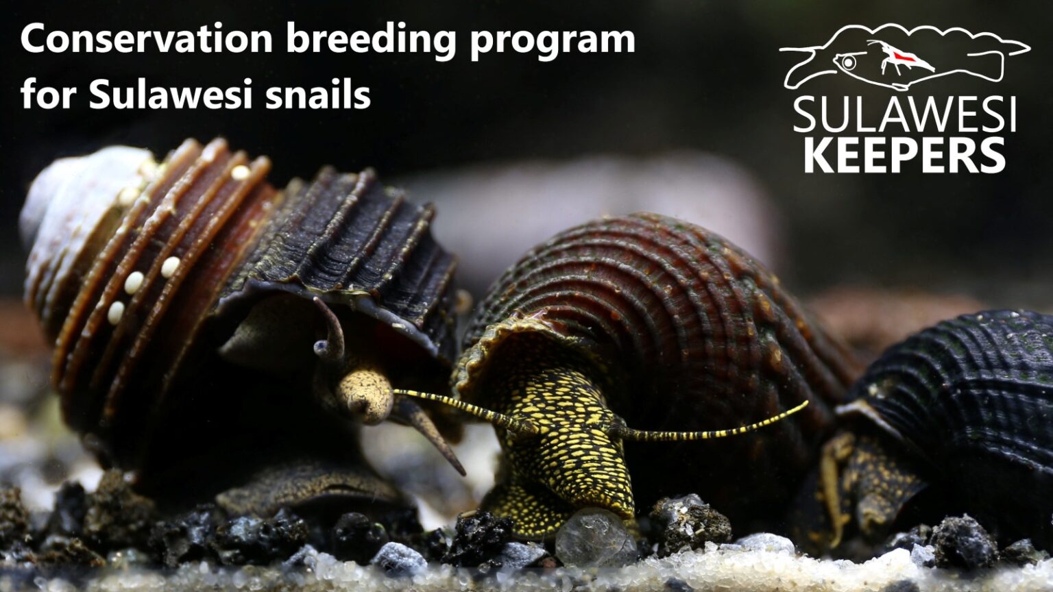 Conservation breeding of Sulawesi snails