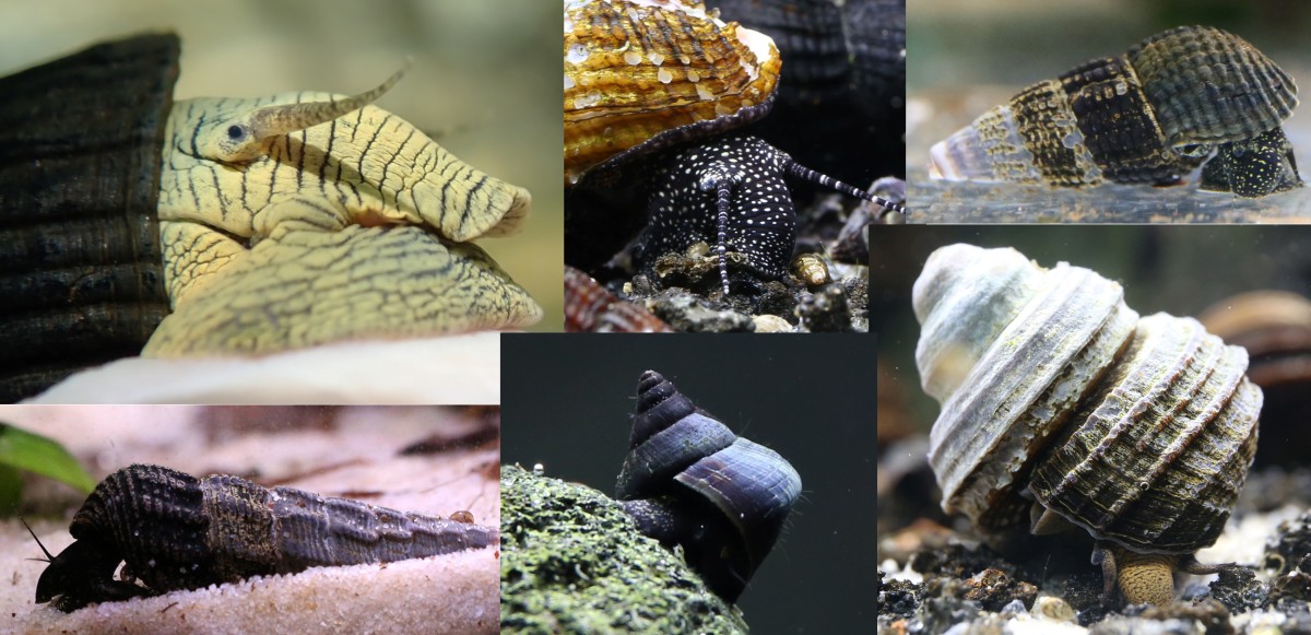 Conservation Breeding » Sulawesi Keepers